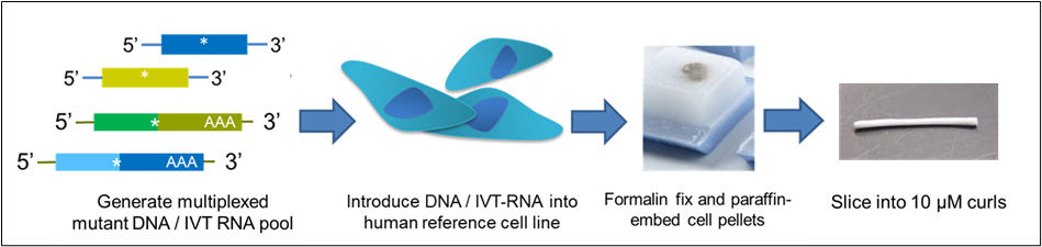 How to get the most from your Seraseq® FFPE Reference Materials